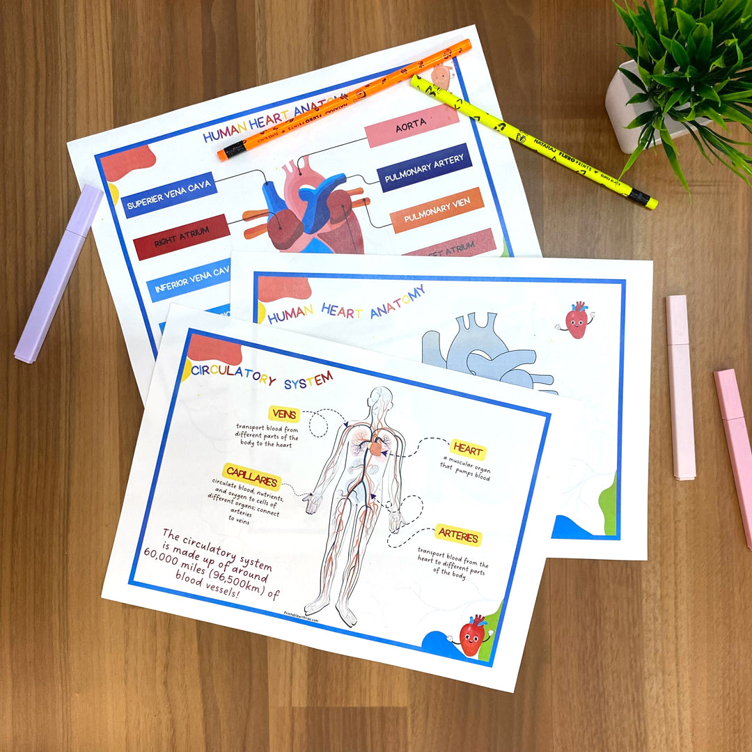 Human Anatomy Busy Book Printable | Preschool Science Worksheets ...
